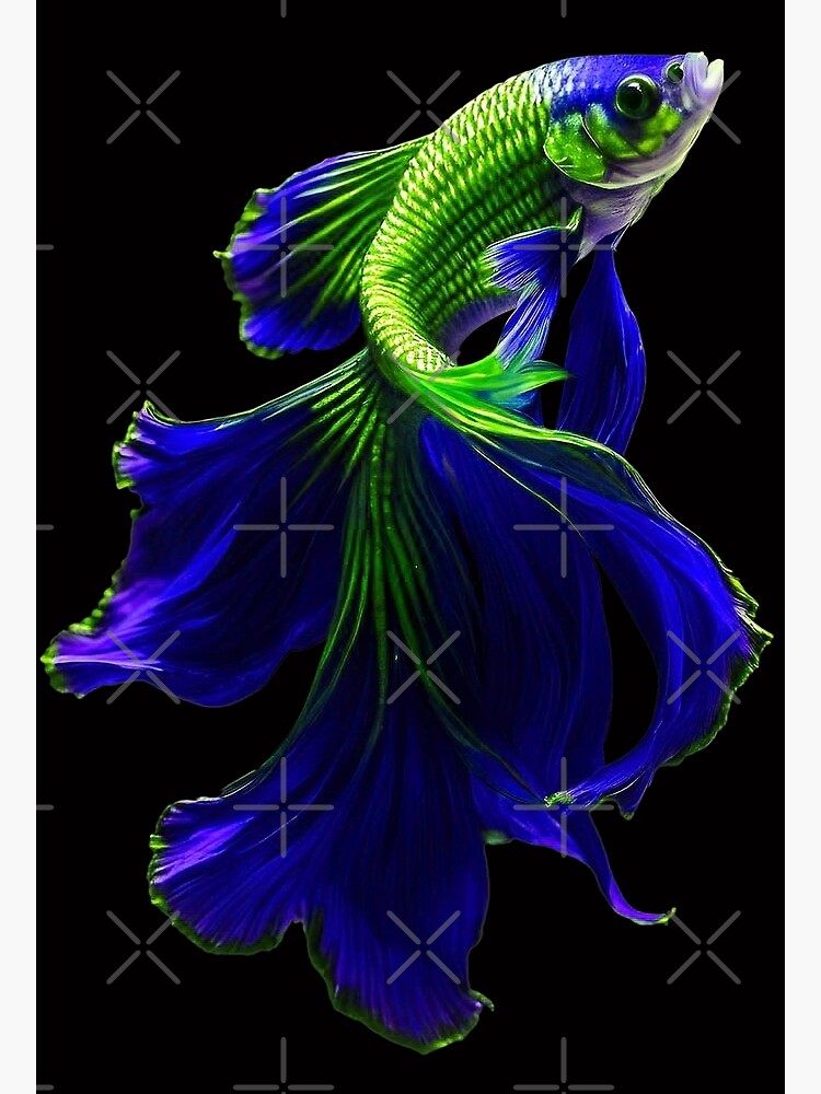 "Beautiful Guppy fish Fancy Guppies Thai fighting fish, beautiful fish ...