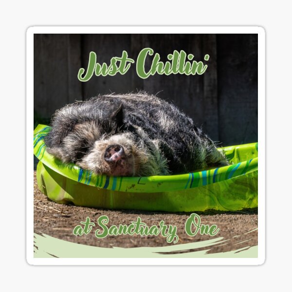 "Junior the pig chilling at Sanctuary One" Sticker for Sale by ...
