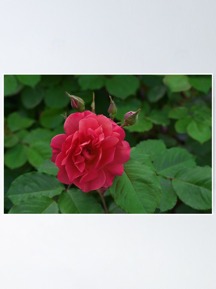 "red rose flower" Poster by sonicpera | Redbubble