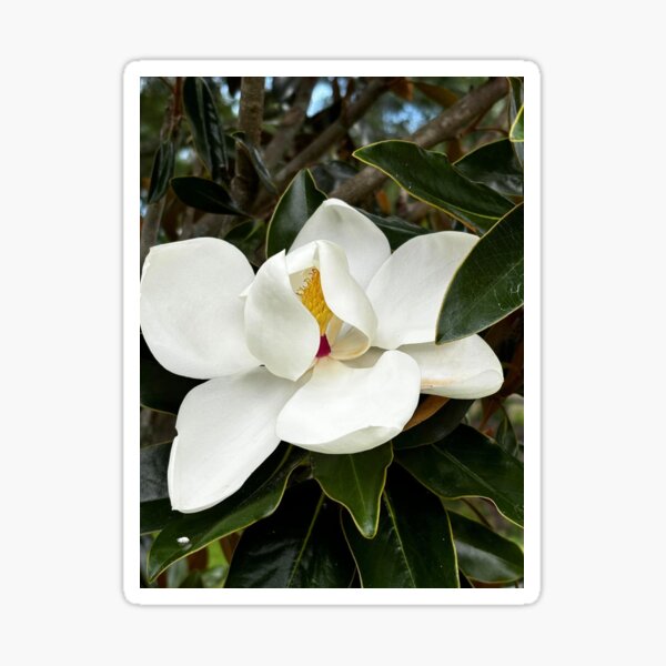"The Great Magnolia Flower" Sticker for Sale by SmallMoments24 | Redbubble