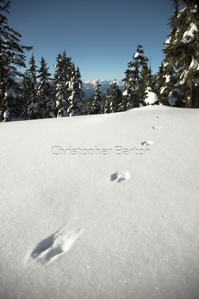 "deer spoor, Garibaldi Provincial Park , British Columbia , Canada" by ...