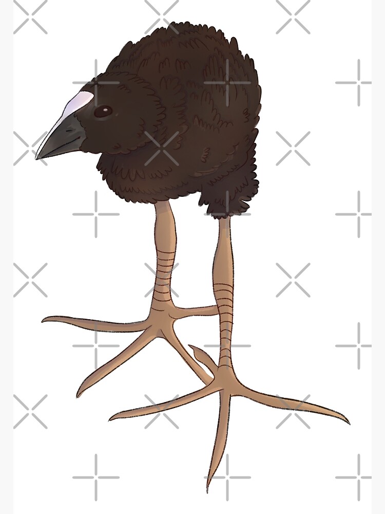 "Baby Pukeko Meme" Poster by Asutip | Redbubble