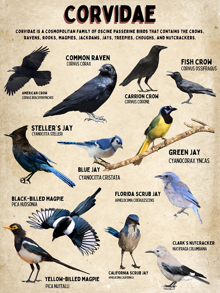 "Corvidae Bird Family Science Poster" Sticker for Sale by WesleyShaver ...