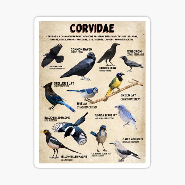 "Corvidae Bird Family Science Poster" Sticker for Sale by WesleyShaver ...