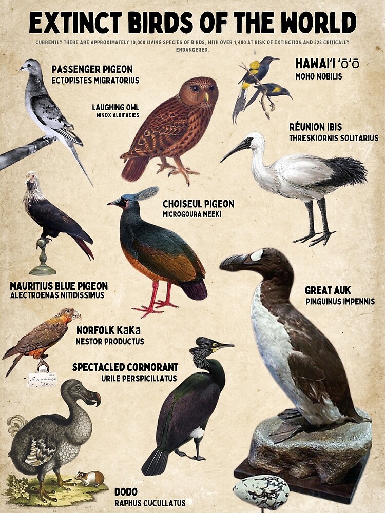 Extinct Species Of Birds In The World