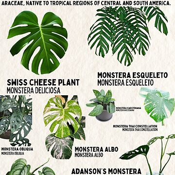 "Monstera Species Plants Scientific Diagram " Sticker for Sale by ...