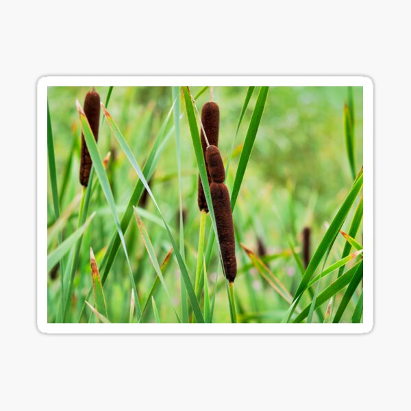 "Bulrushes Great Reedmace in Autumn" Sticker for Sale by Siska | Redbubble