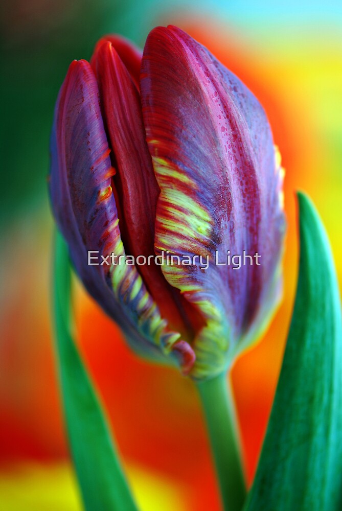 "Intense" by Extraordinary Light | Redbubble