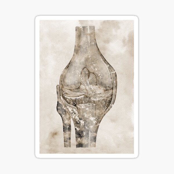 " Knee bone" Sticker for Sale by erzebetth | Redbubble