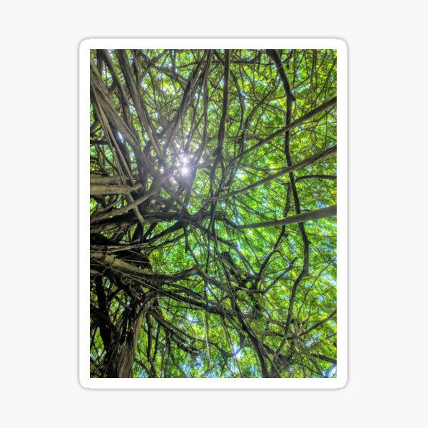 "Sunlight Trickle from the Canopy of a Majestic Banyan Tree" Sticker ...