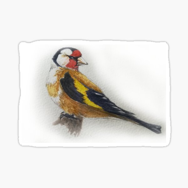 "Goldfinch" Sticker for Sale by cerinewnham | Redbubble