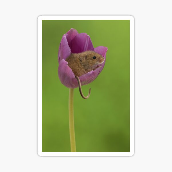 "Harvest Mouse in a Tulip Flower" Sticker for Sale by CaptivelightUK ...