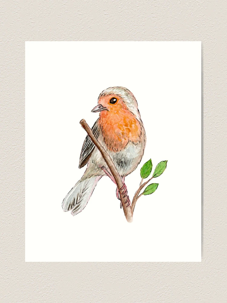 Red Robin Bird Drawing