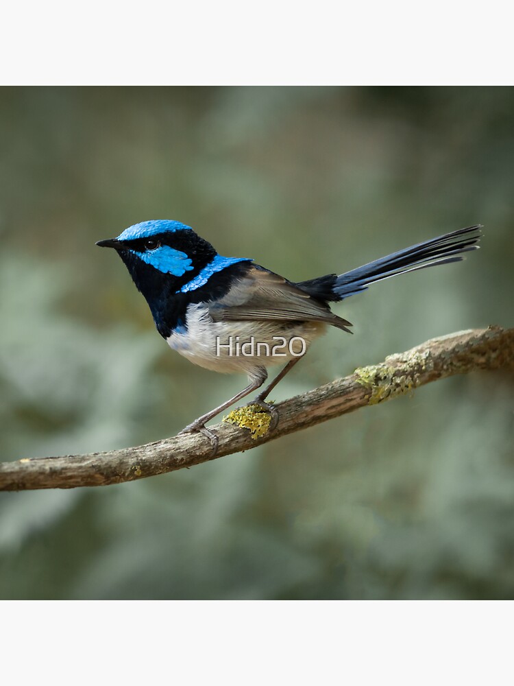 "Superb Fairy Wren" Sticker by Hidn20 | Redbubble