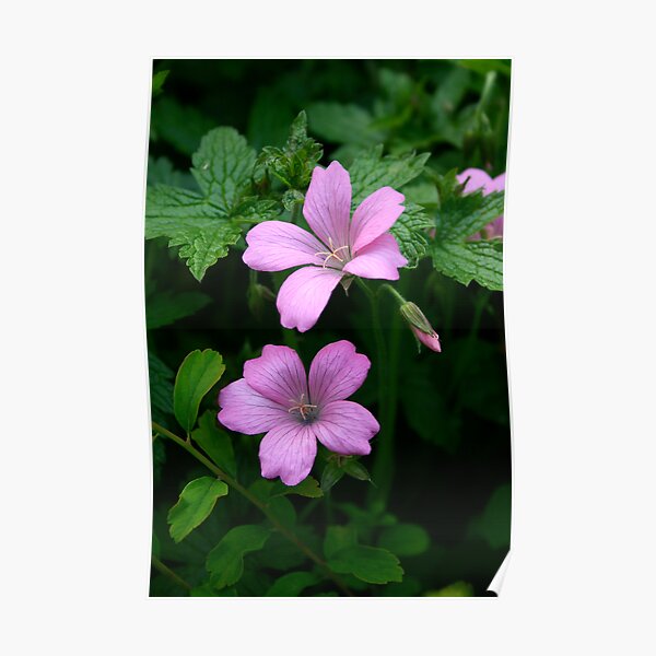 "Pink geraniums" Poster for Sale by pinkgeranium | Redbubble