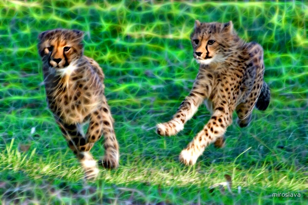 "Cheetah Siblings Play And Chase" by miroslava | Redbubble