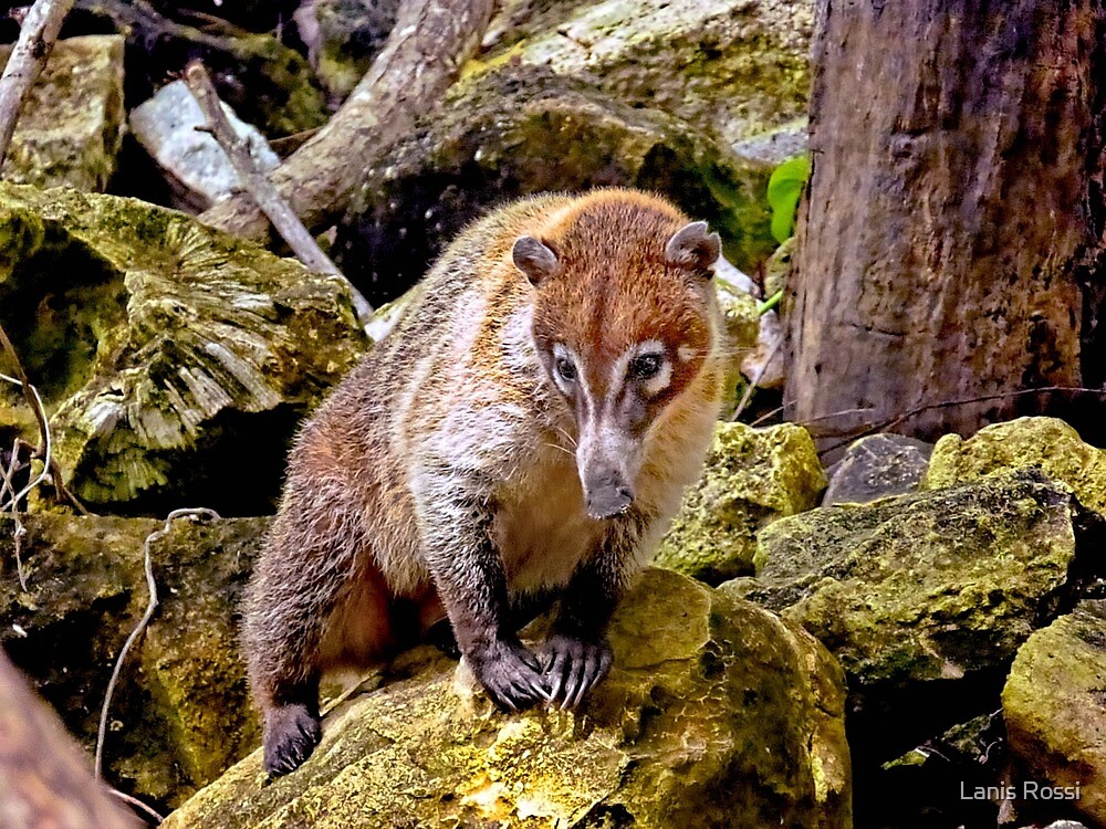 "Mister Coati " by Lanis Rossi | Redbubble