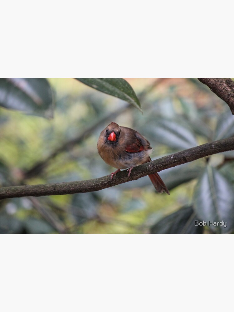 "Cardinal" Sticker by BobHardy | Redbubble