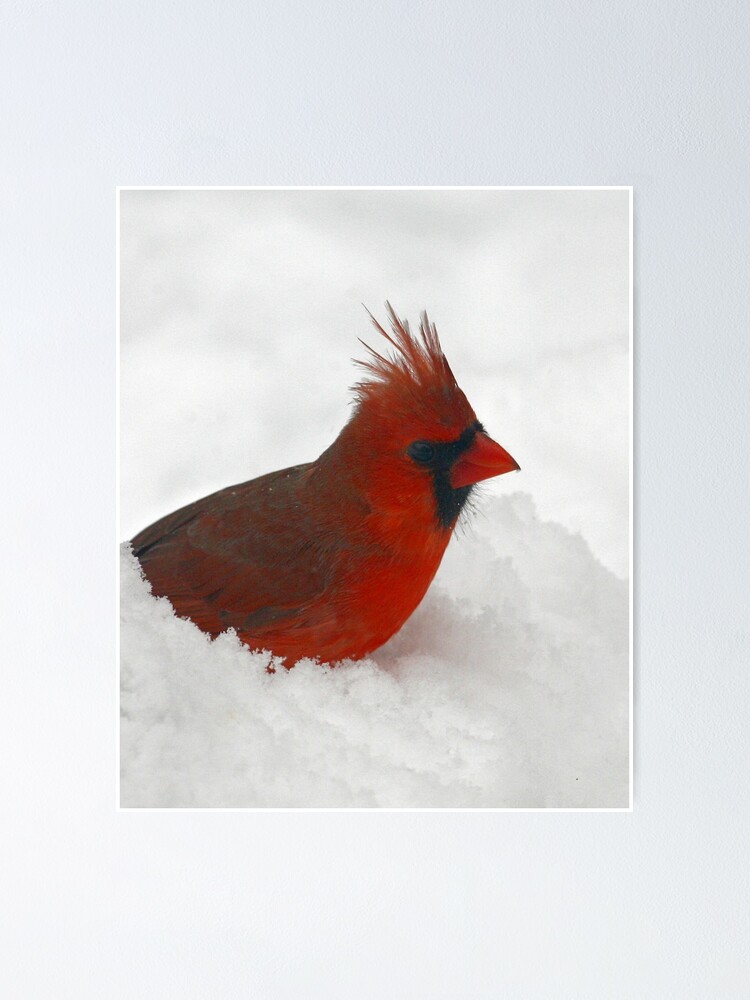 "Cardinal " Poster by egdc211 | Redbubble