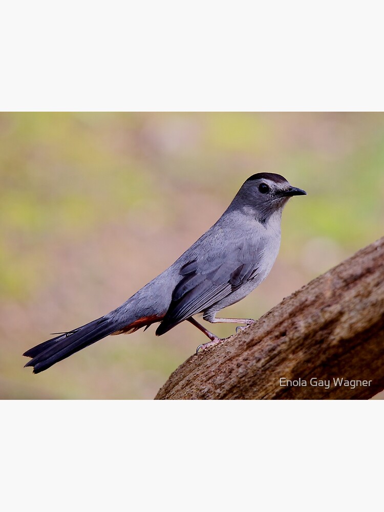 "Catbird" Photographic Print by egdc211 | Redbubble