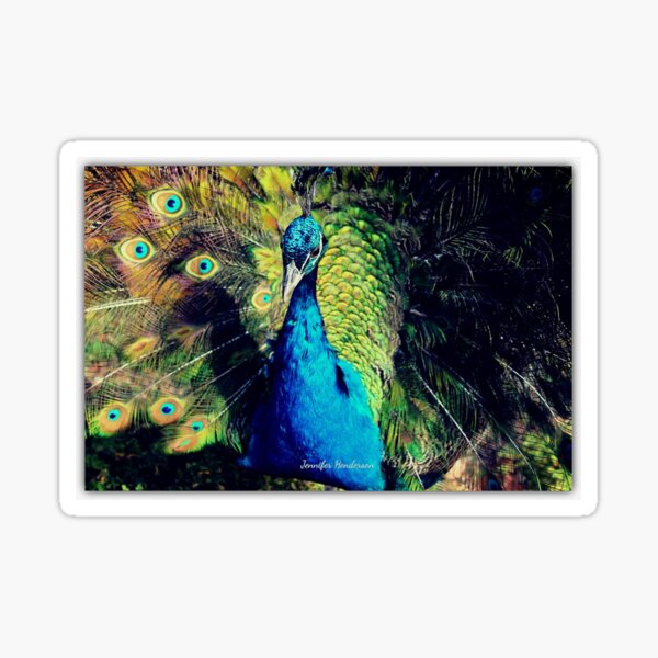 "Peacock called Pip" Sticker by jenstar77 | Redbubble