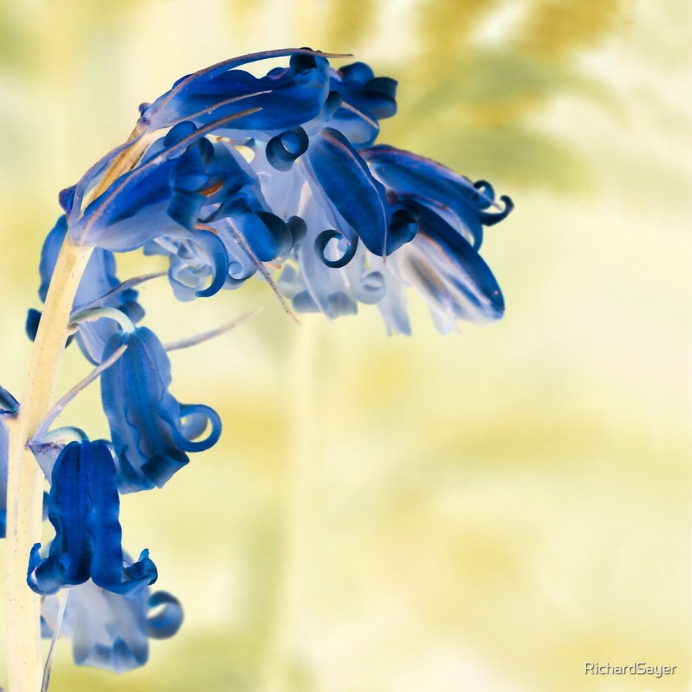 "Blue Curls" by RichardSayer | Redbubble