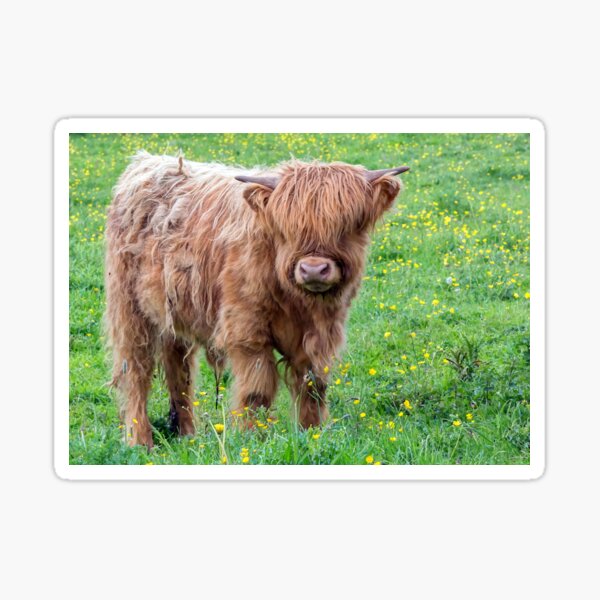 "Baby highland bull cow" Sticker for Sale by HaleyRedshaw | Redbubble
