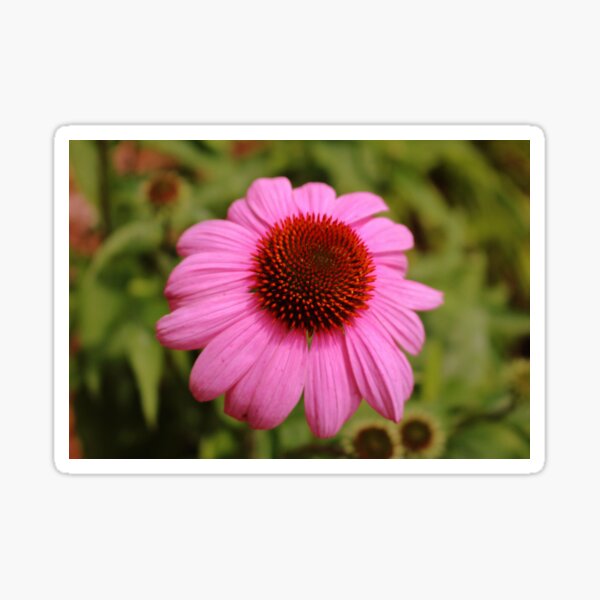 "Pink Flower Head" Sticker for Sale by Cynthia48 | Redbubble