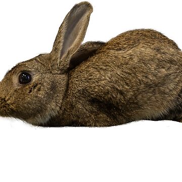 "Lieutenant Dan the Bunny Rabbit" Sticker for Sale by WestmeisterFarm ...