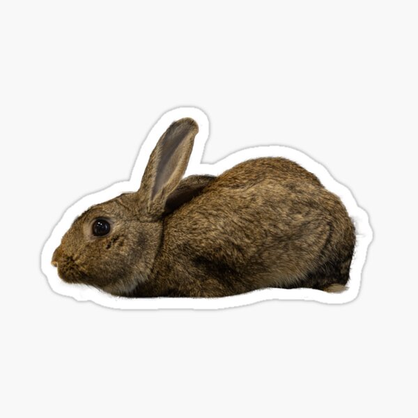 "Lieutenant Dan the Bunny Rabbit" Sticker for Sale by WestmeisterFarm ...