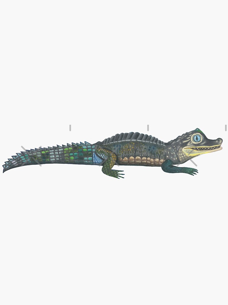 "Spectacled Caiman :: Reptiles and Amphibians" Sticker for Sale by ...