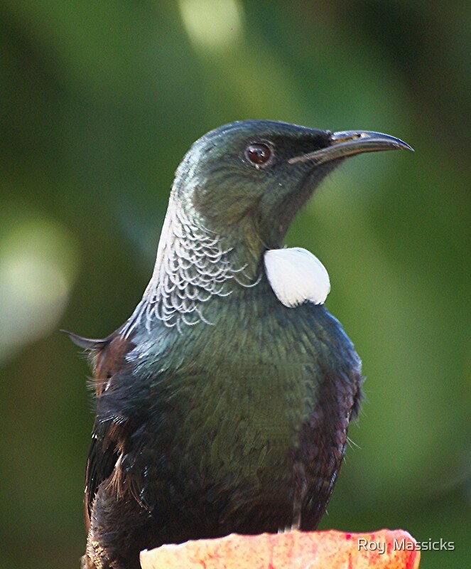"Tui....up close and personal........!!" by Roy Massicks | Redbubble