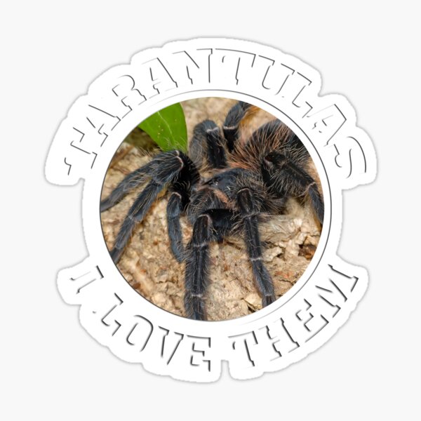 "Tarantulas - I love them" Sticker for Sale by Vectorbrusher | Redbubble