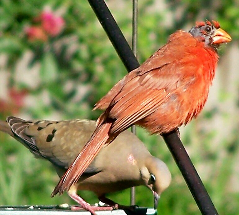 "Bird Question." by tserio | Redbubble