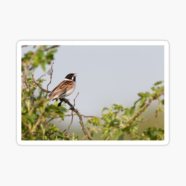 "Reed Bunting" Sticker by lyttonimages | Redbubble