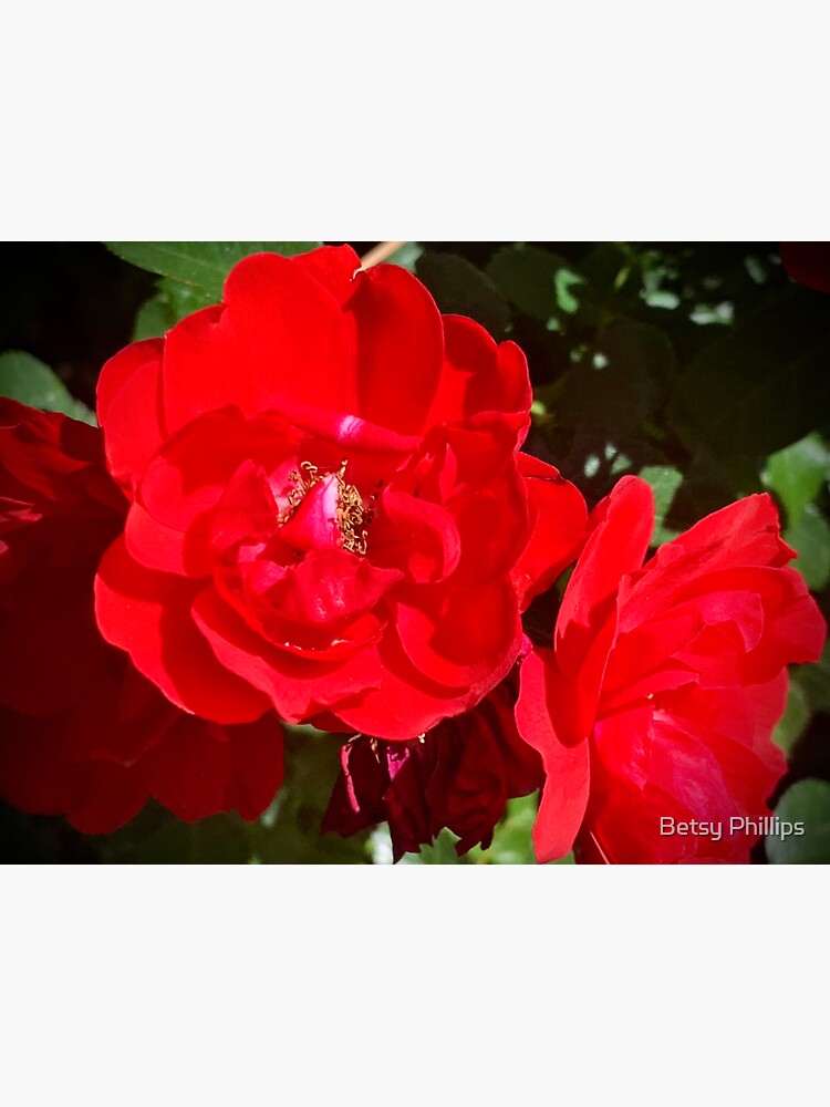 "Radiant Red Roses" Sticker for Sale by Betsy Phillips | Redbubble