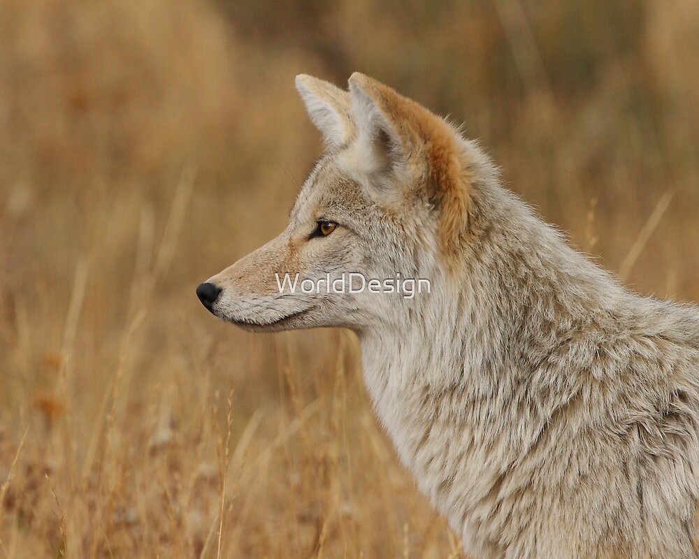 "Coyote Profile" by WorldDesign | Redbubble