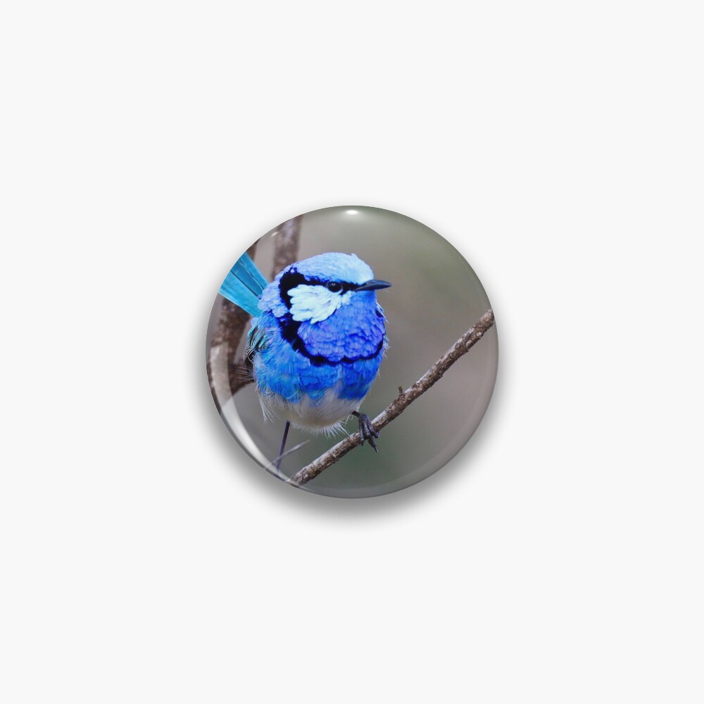 "Splendid Fairy-wren" Sticker for Sale by Steve Sass | Redbubble