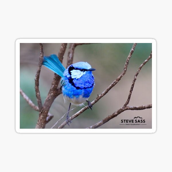 "Splendid Fairy-wren" Sticker for Sale by Steve Sass | Redbubble