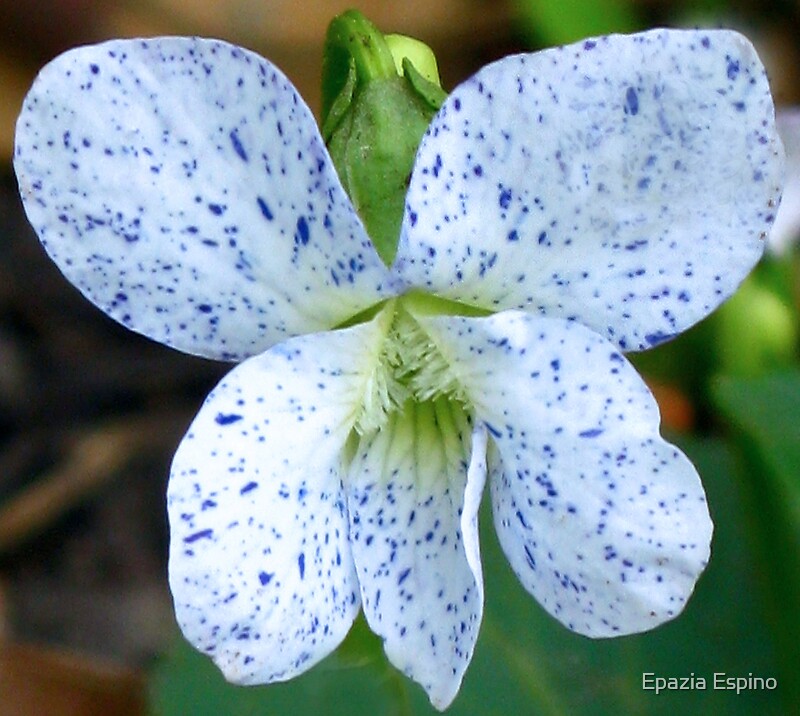 "Wild Violet - Freckles" by Epazia Espino | Redbubble