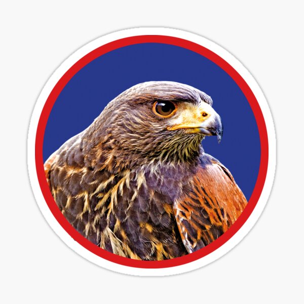 "Buzzard - desert buzzard" Sticker for Sale by Vectorbrusher | Redbubble