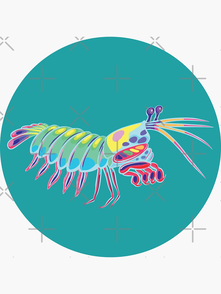"Peacock Rainbow Mantis Shrimp" Sticker for Sale by nicebutton | Redbubble