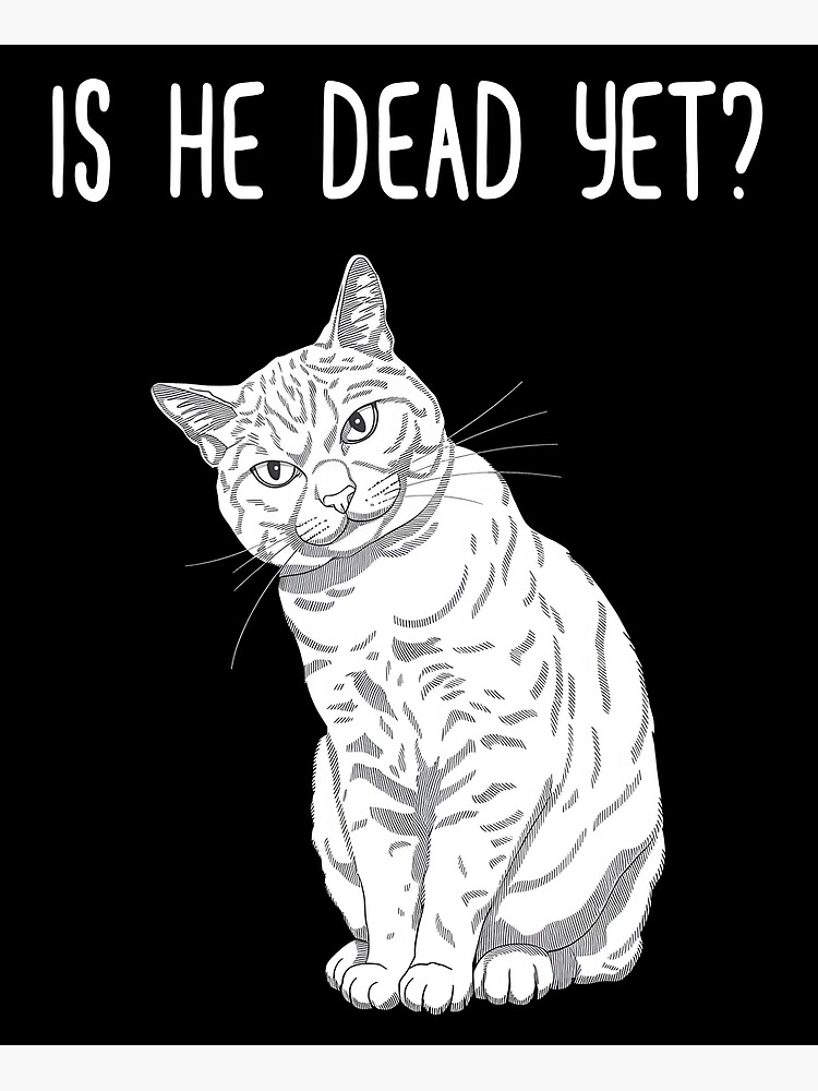 Dead Cat Meme Pictures