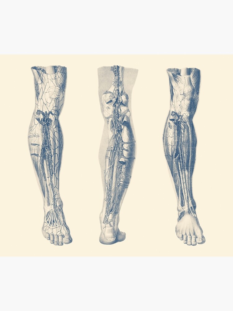 "Right Leg - Triple View - Muscular System Diagram" Photographic Print ...