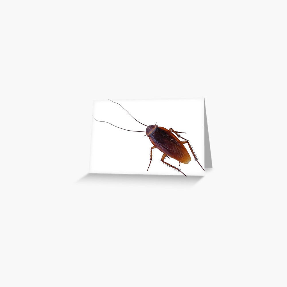 "cockroach" Greeting Card for Sale by menthol-cowboy | Redbubble
