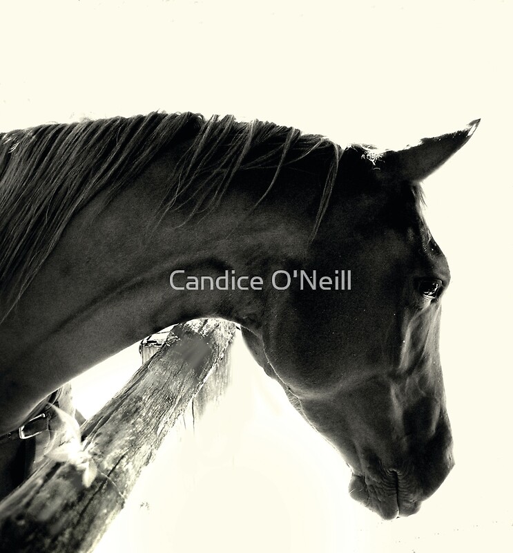 "Miss Inquisitive" by Candice O'Neill | Redbubble