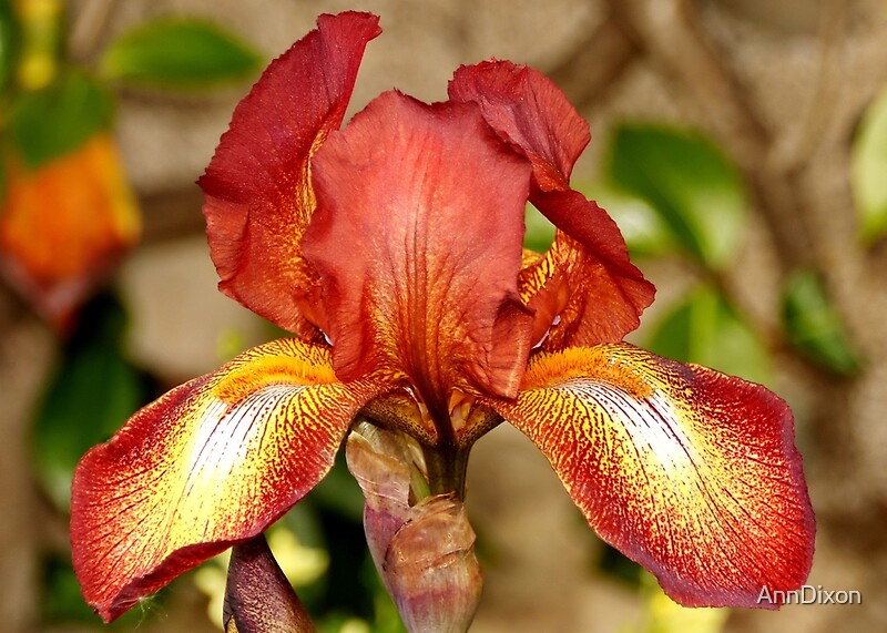 "Iris 'Kent Pride' (Tall Bearded Flag Iris)" by AnnDixon | Redbubble