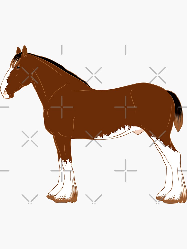 "Clydesdale Horse, drawing horse bay, draft horse, horse breeds of ...