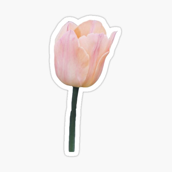 Tulip Stickers | Redbubble