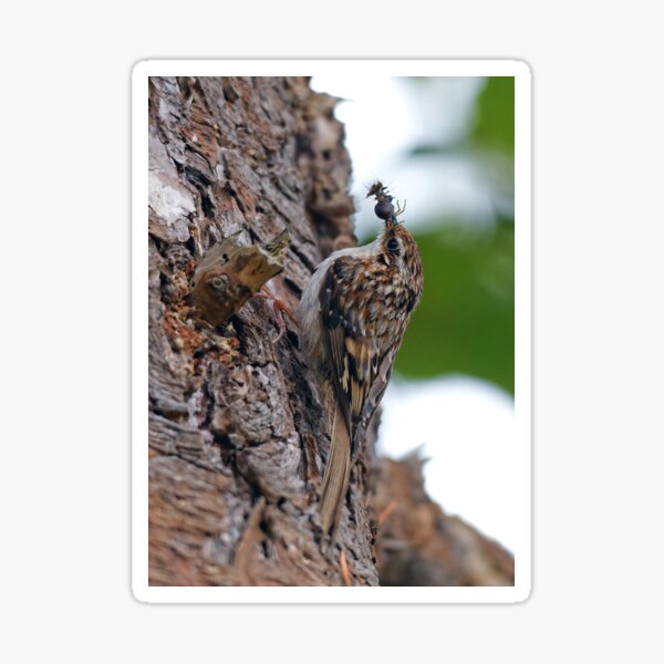 "Stunning American Treecreeper Returns with Baby's Breakfast" Sticker ...